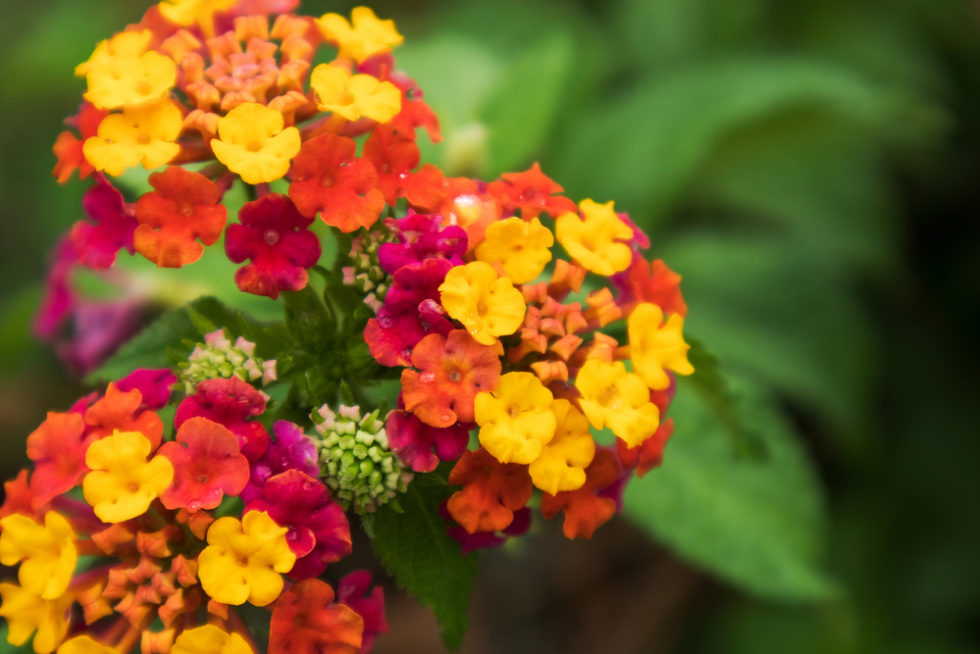 7 Best Perennials For Florida To Add To Your Garden This Spring